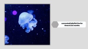 Cannonball Jellyfish: Facts, Size, Habitat, Sting, and Diet