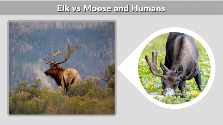 Elk vs Moose: Key Differences in Size, Behavior, and Habitat