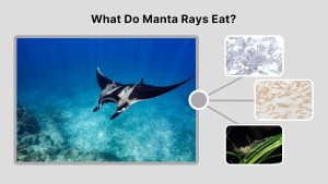Manta Ray: Habitat, Behavior, and Conservation Explained