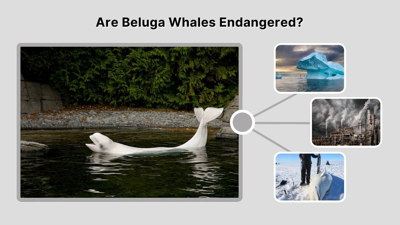 Beluga Whale: Habitat, Diet, Lifespan, Facts & Conservation