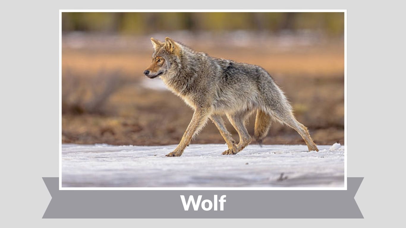 35 Common Forest Animals: Identification With Picture