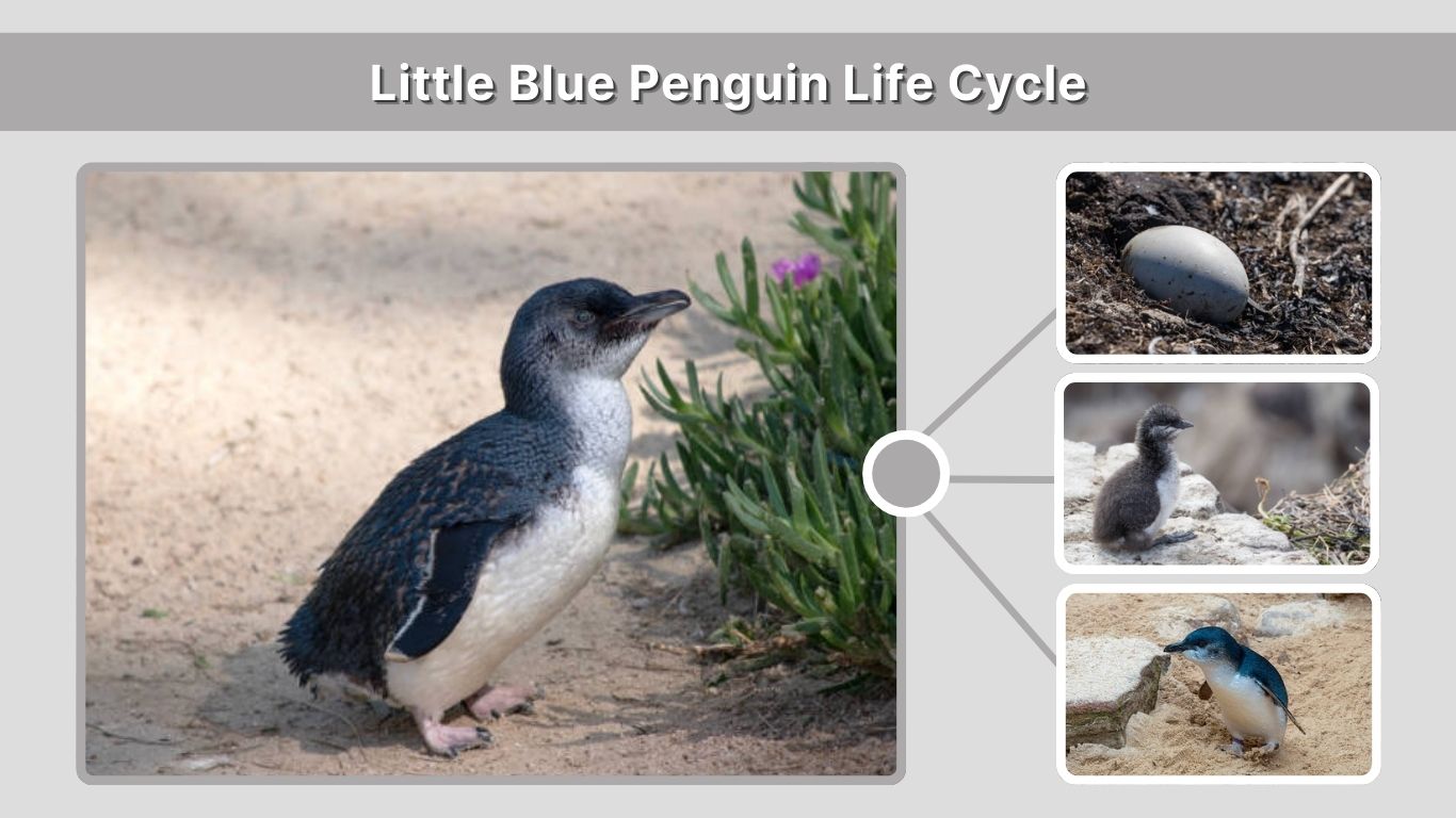 Little Blue Penguin: Habitat, Diet, Life Cycle & Facts