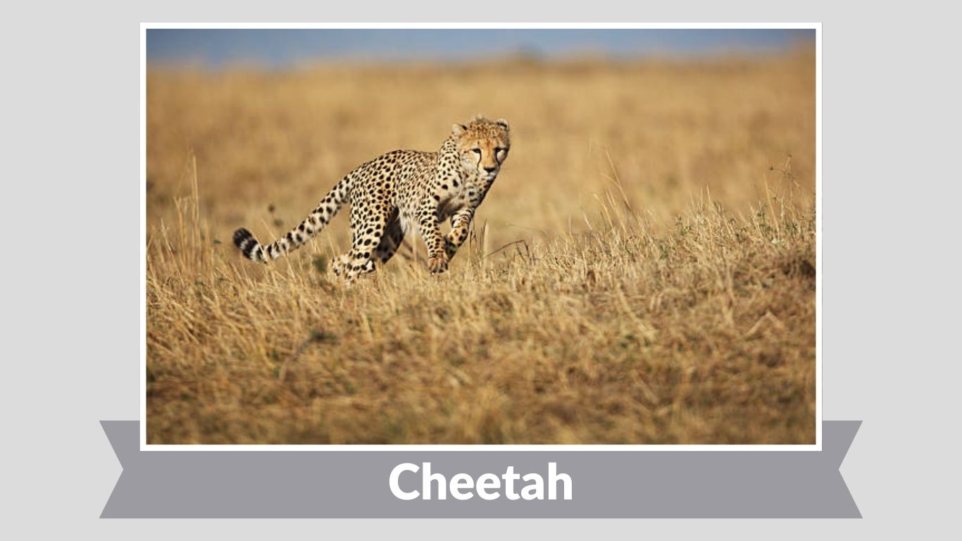 33 Common Types of Wild Animals: Identification with Picture