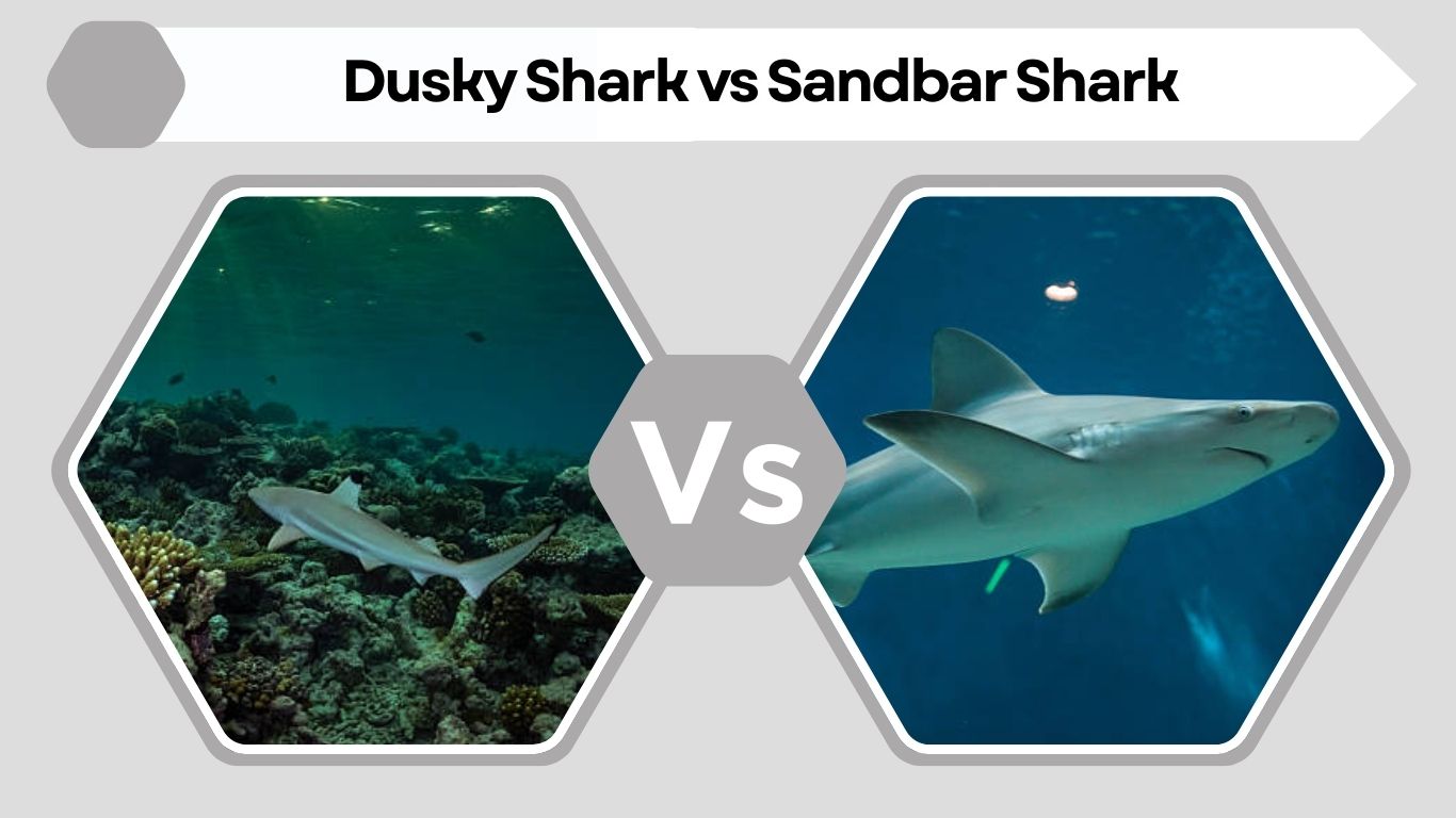 Dusky Shark: Facts, Habitat, Diet, Lifespan, and Differences Explained