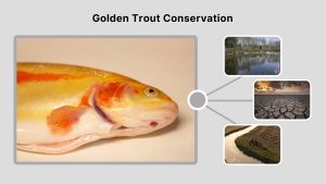 Golden Trout: Complete Guide to Habitat, Size & Diet