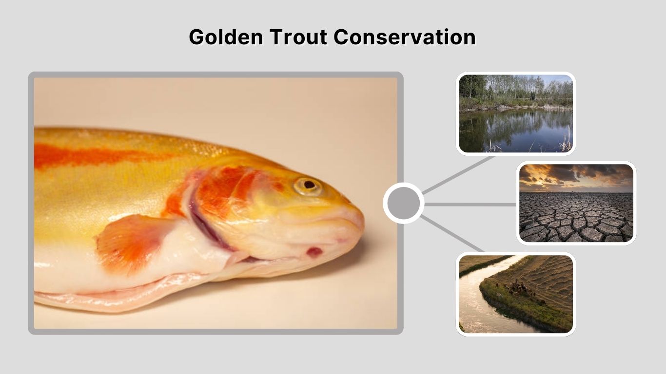 Golden Trout: Complete Guide to Habitat, Size & Diet