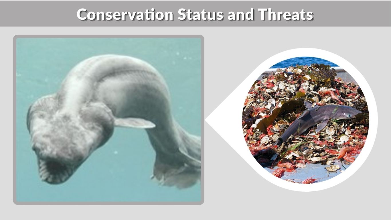 Frilled Shark: Facts, Habitat, and Diet Guide