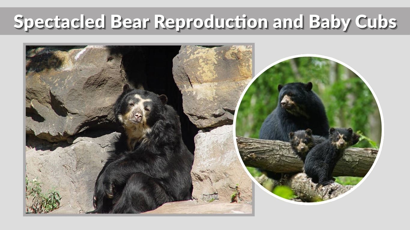 Spectacled Bear: Habitat, Diet, Size & Facts Guide