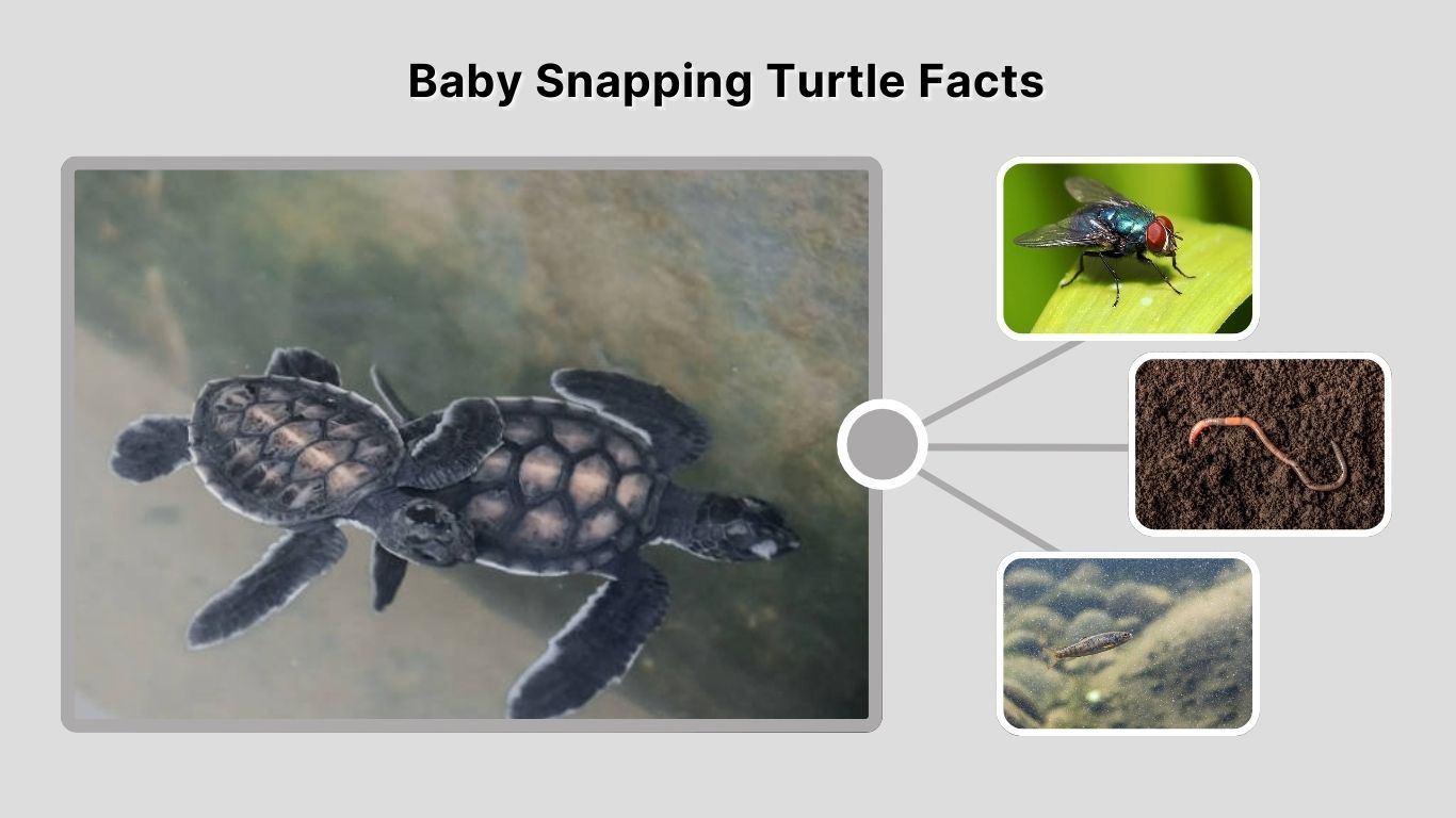 Snapping Turtle: Diet, Habitat, Life Cycle & Baby Facts