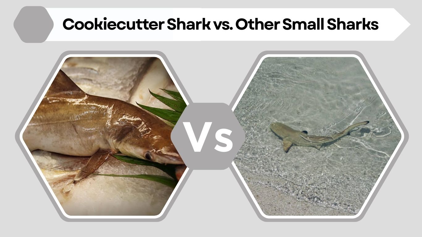 Cookiecutter Shark: Size, Habitat, Behavior & Facts