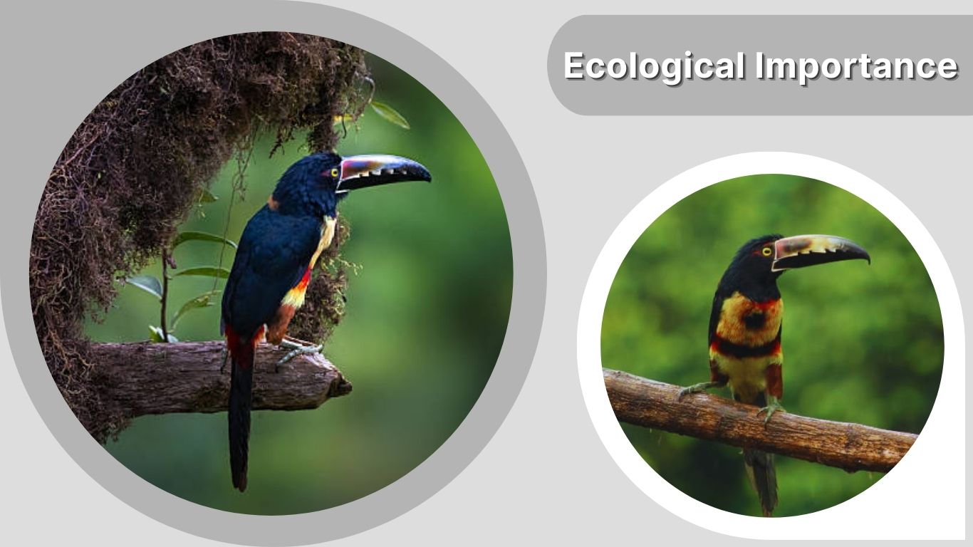Collared Aracari: Habitat, Diet, Range, and Fascinating Facts