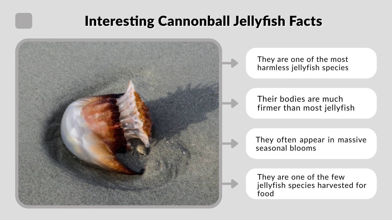 Cannonball Jellyfish: Facts, Size, Habitat, Sting, and Diet
