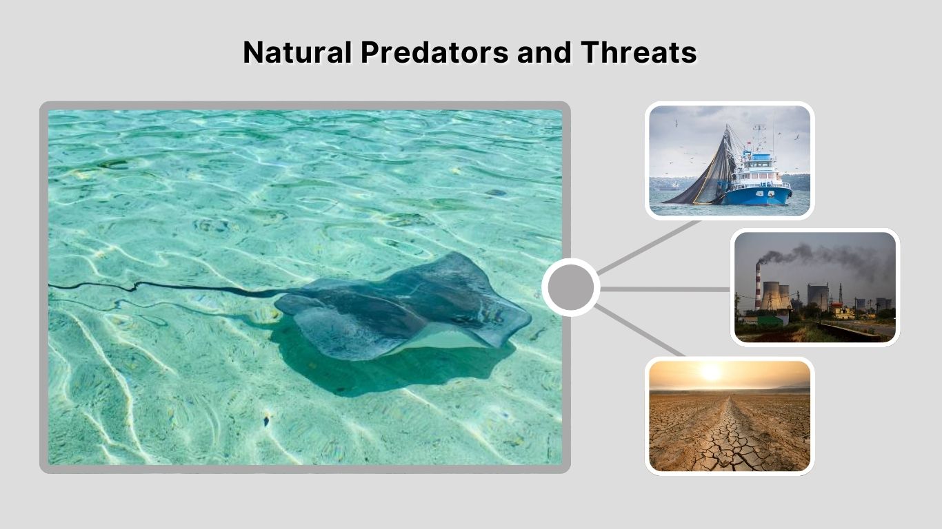 Stingray: Habitat, Behavior, Species, and Human Interaction