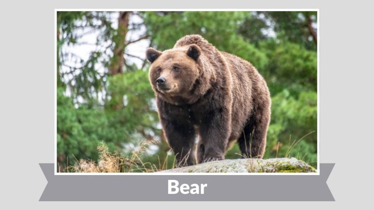 35 Common Forest Animals: Identification With Picture