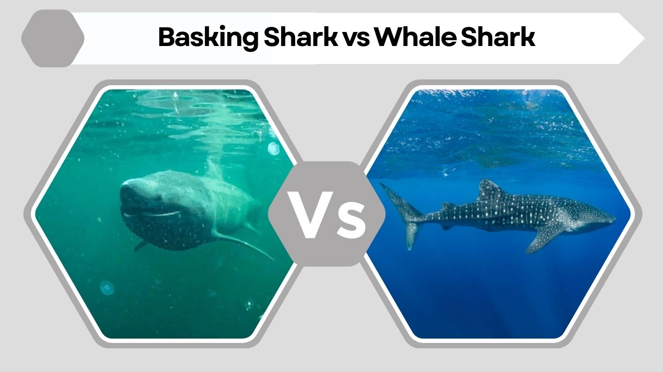 Basking Shark: Facts, Diet, Habitat & Lifespan Explained