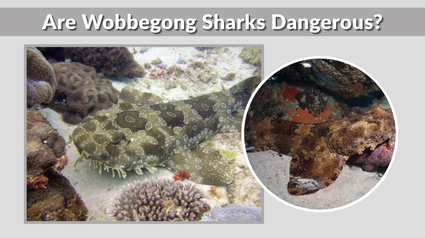 Wobbegong Shark: Size, Habitat, Diet, Behavior & Facts
