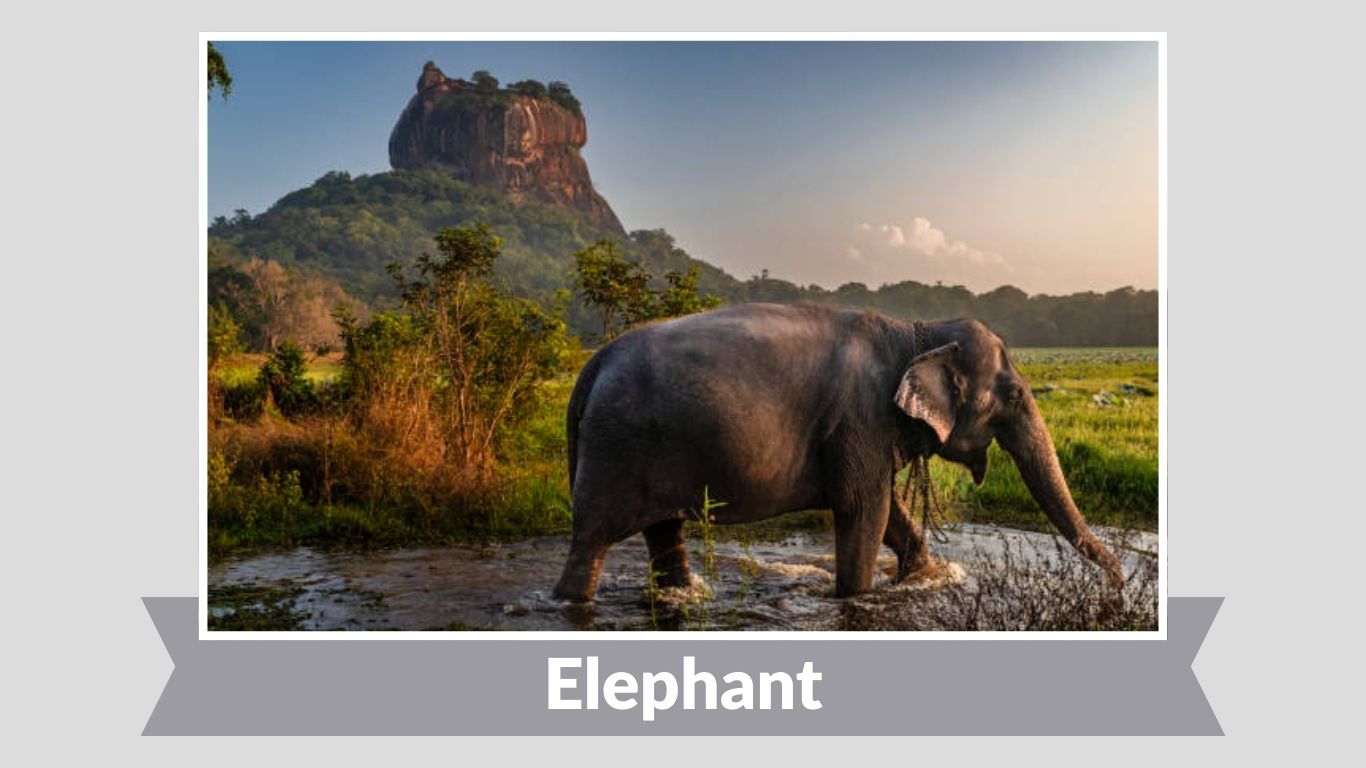 33 Common Types of Wild Animals: Identification with Picture