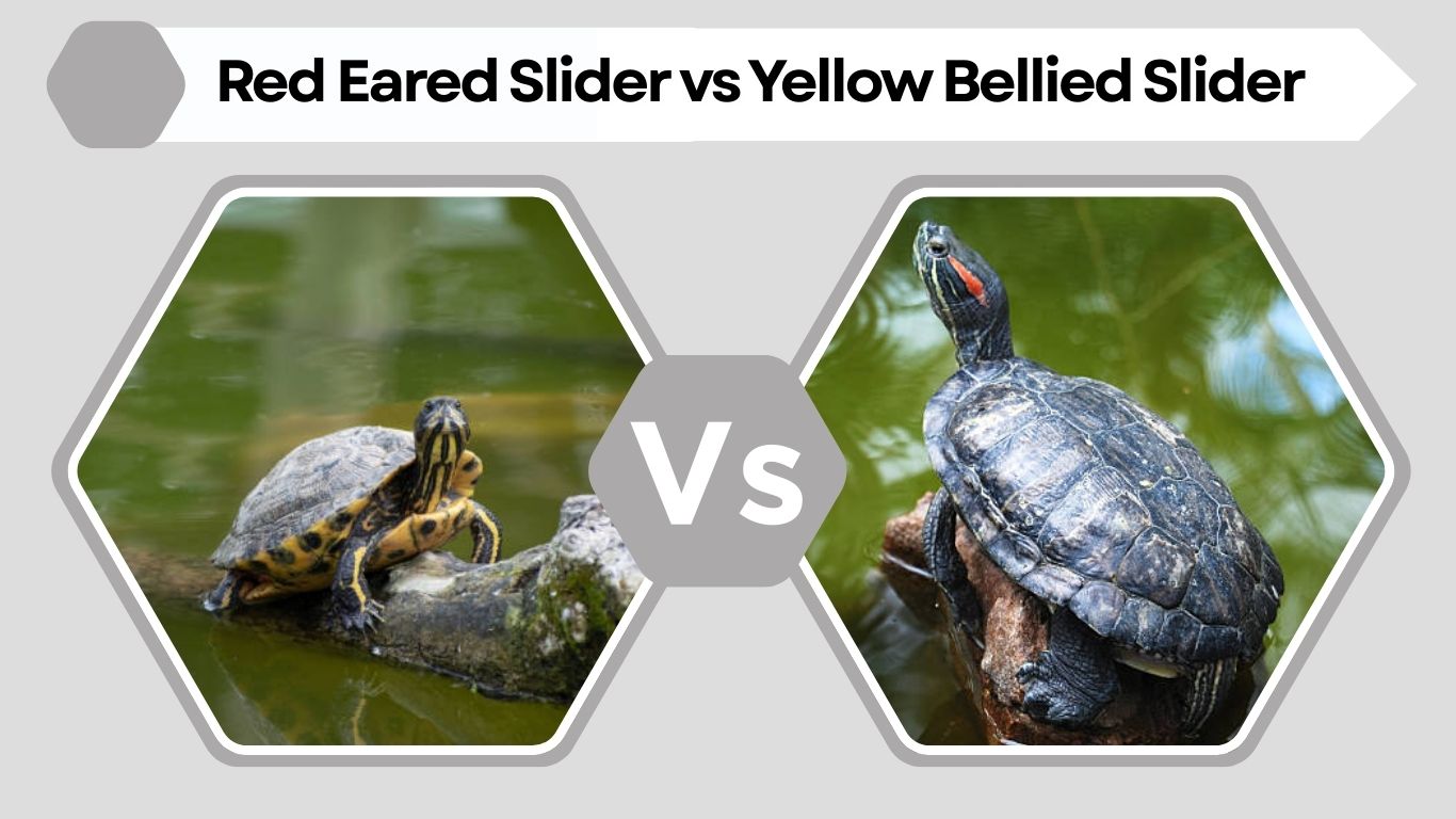 Yellow-Bellied Slider: Habitat, Diet, Lifespan & Key Facts