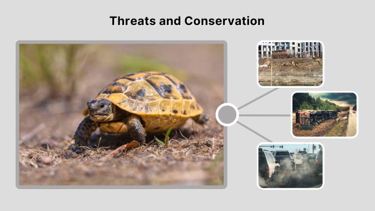 Eastern Box Turtle: Habitat, Diet, Lifespan & Life Cycle