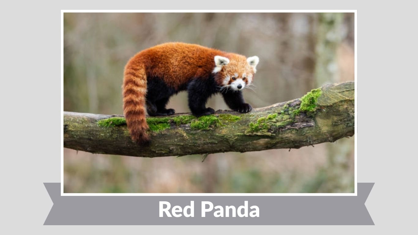 35 Common Asian Animals: Identification With Picture