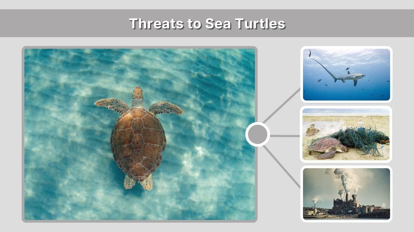 Sea Turtle: Lifespan, Habitat, Diet, and Life Cycle Explained