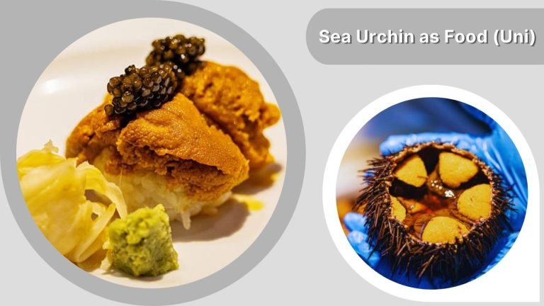 Sea Urchin: Habitat, Anatomy, Diet, and Fascinating Facts