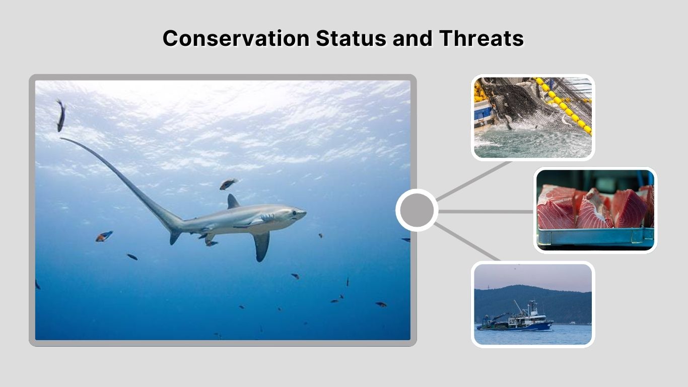 Thresher Shark: Habitat, Diet, Life Cycle & Lifespan