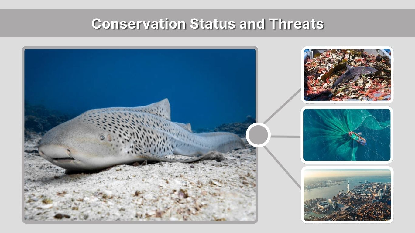 Zebra Shark: Size, Habitat, Diet, Life Cycle & Facts