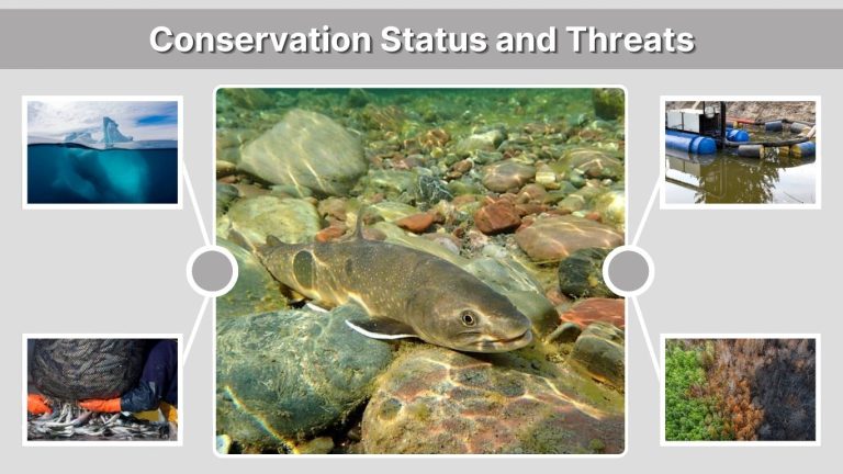 Bull Trout: Habitat, Identification, Diet, and Conservation