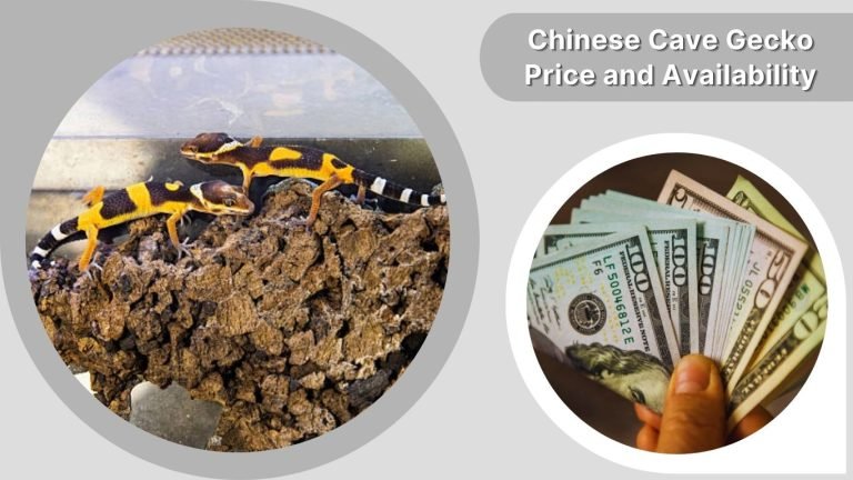 Chinese Cave Gecko Care Guide: Size, Habitat & Tips