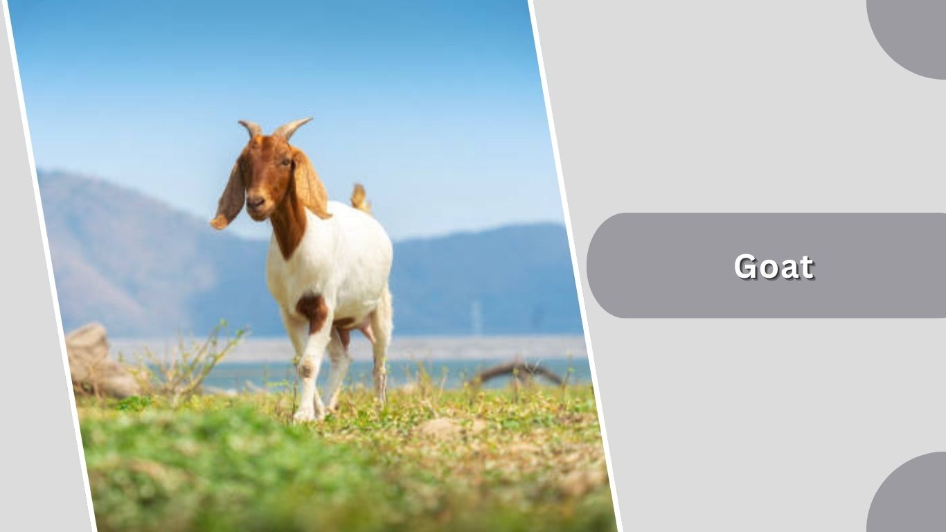 12 Common Animals Found in Spain and Their Importance