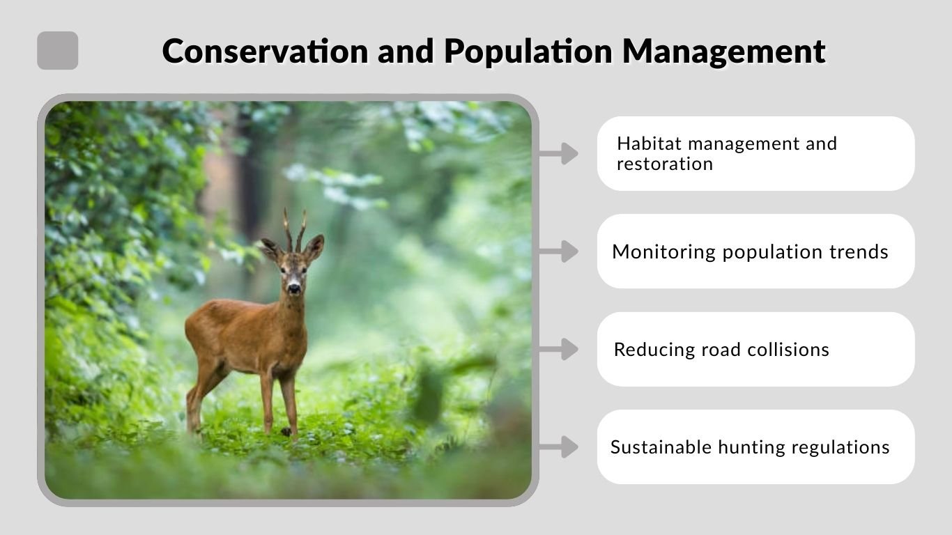 Roe Deer: Habitat, Size, Diet, Life Cycle, and Key Facts