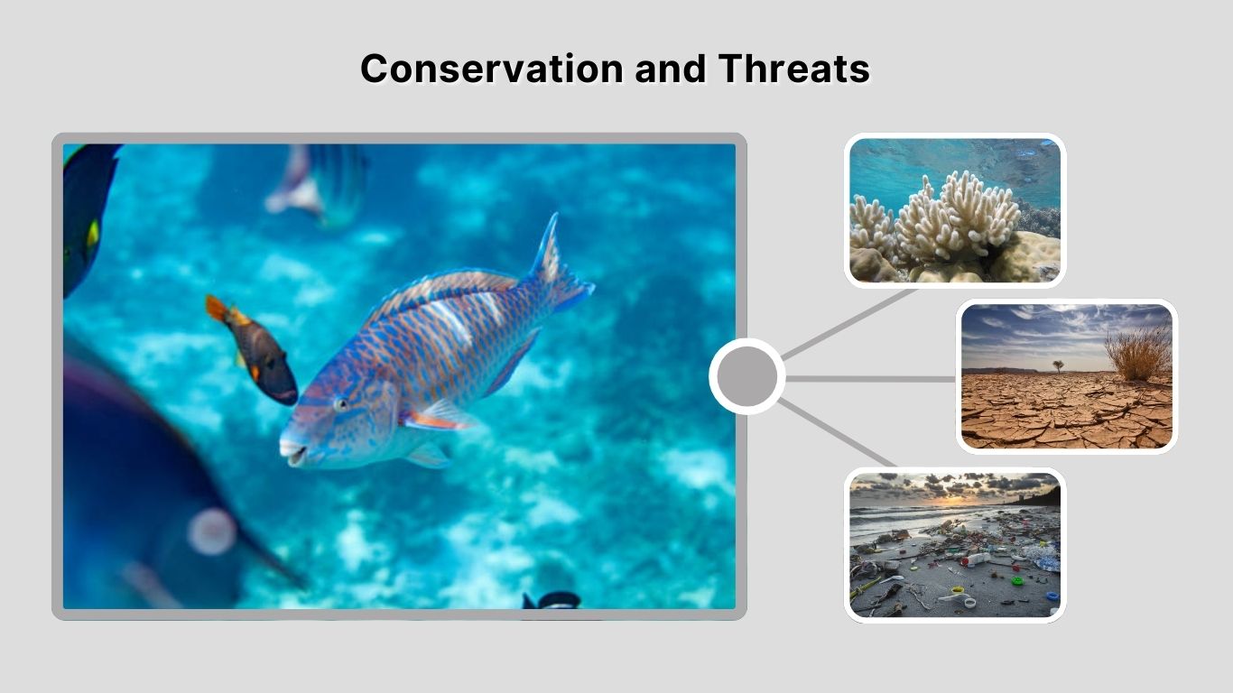 Parrotfish: Diet, Identification, Lifespan & Key Facts