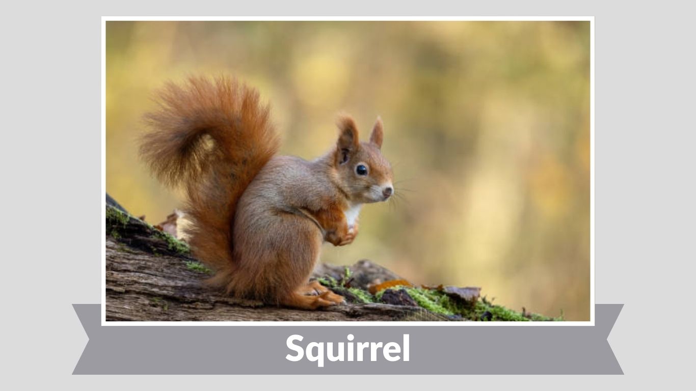 35 Common Forest Animals: Identification With Picture