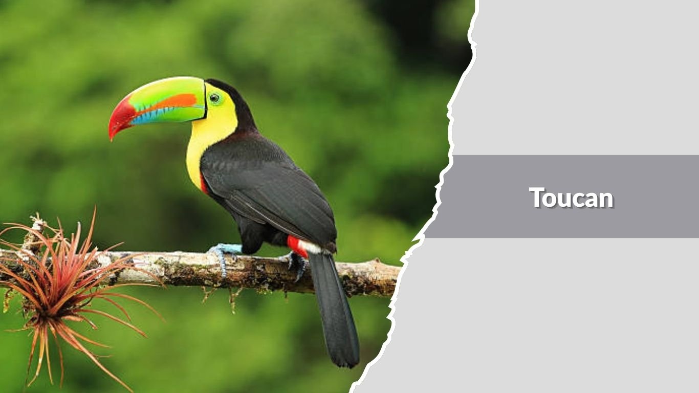 20 Common Types of Animals found in The Rainforest