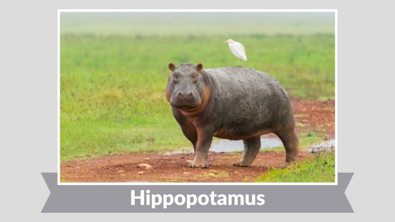 33 Common Types of Wild Animals: Identification with Picture