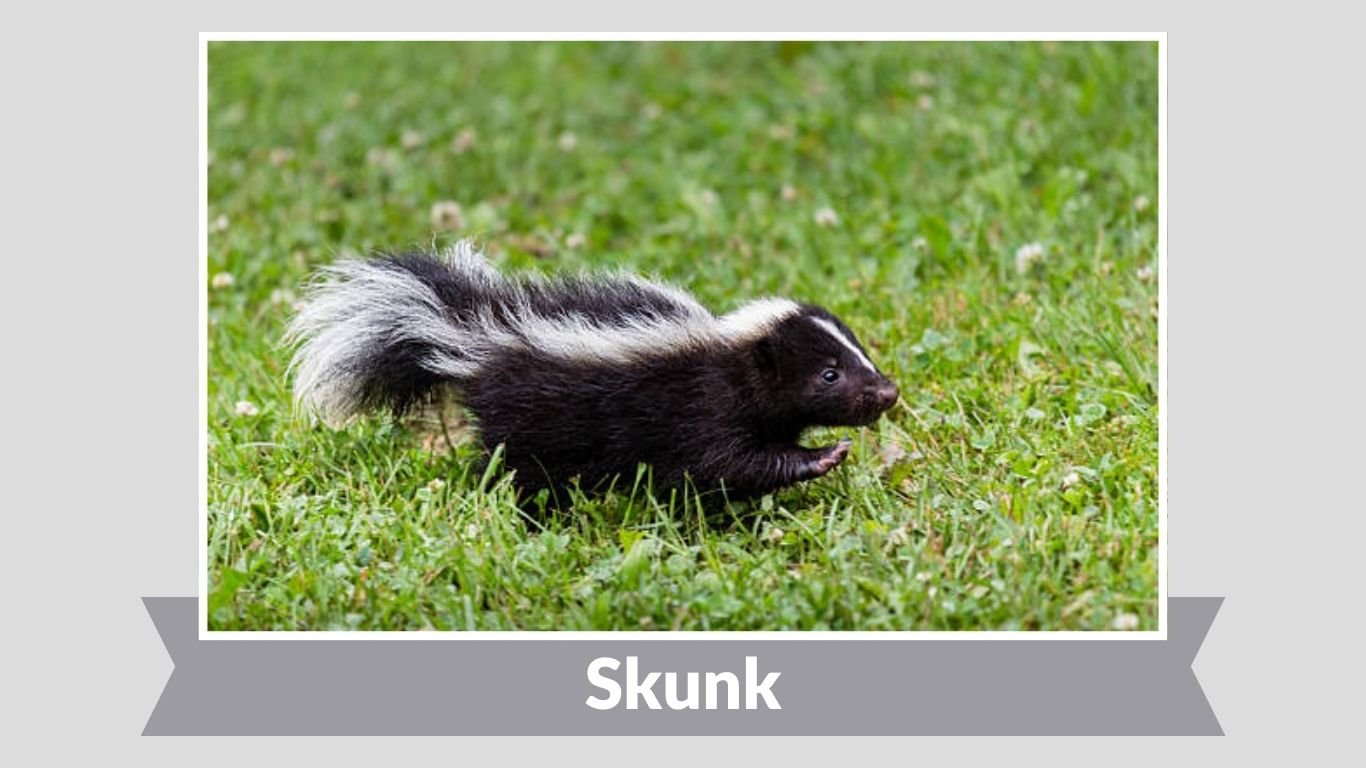35 Common Forest Animals: Identification With Picture