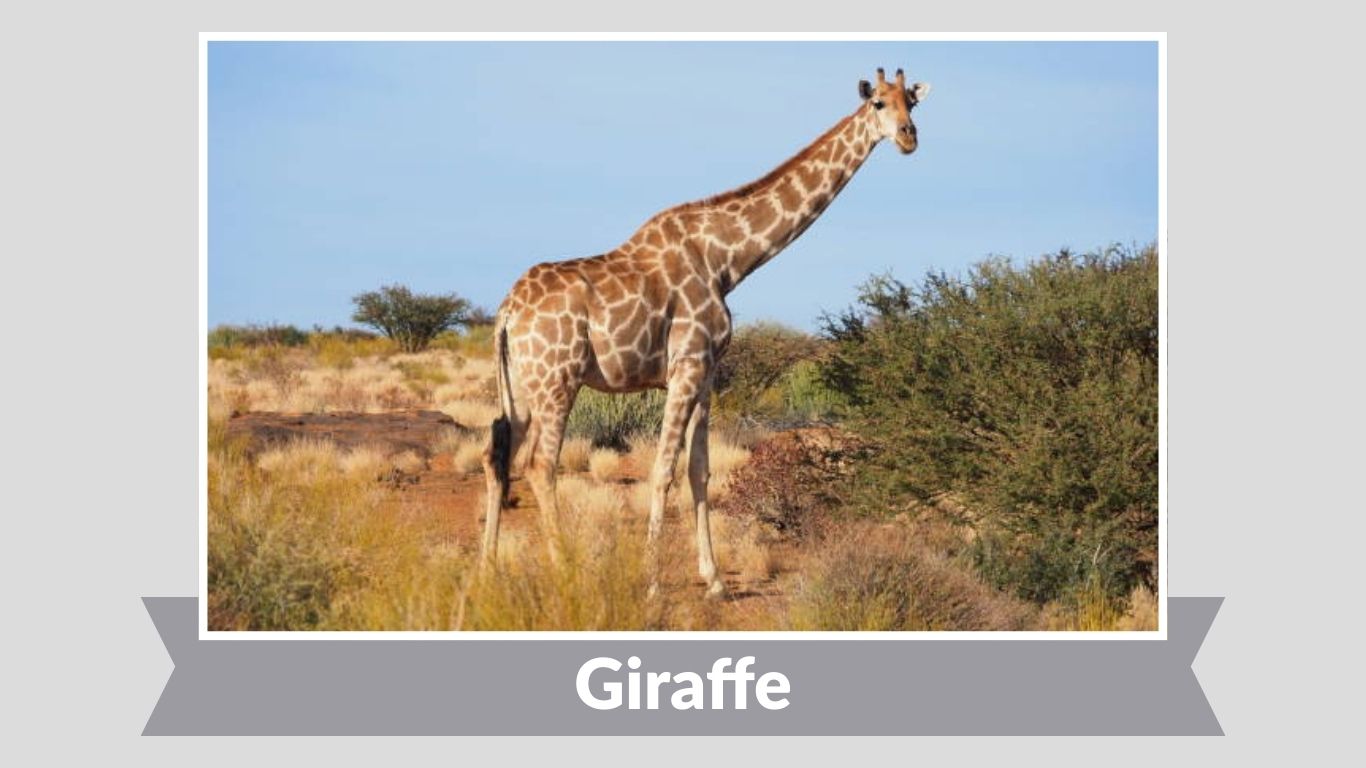 33 Common Types of Wild Animals: Identification with Picture