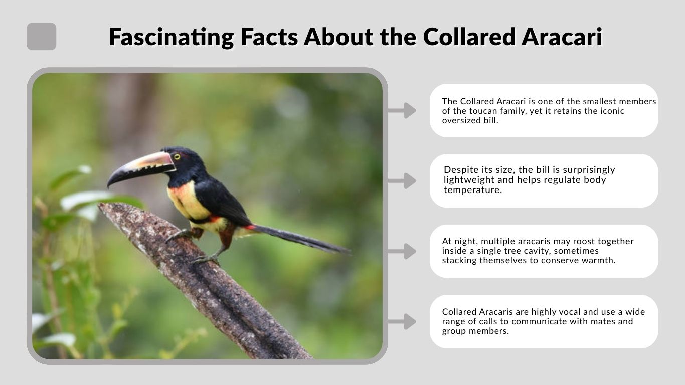Collared Aracari: Habitat, Diet, Range, and Fascinating Facts