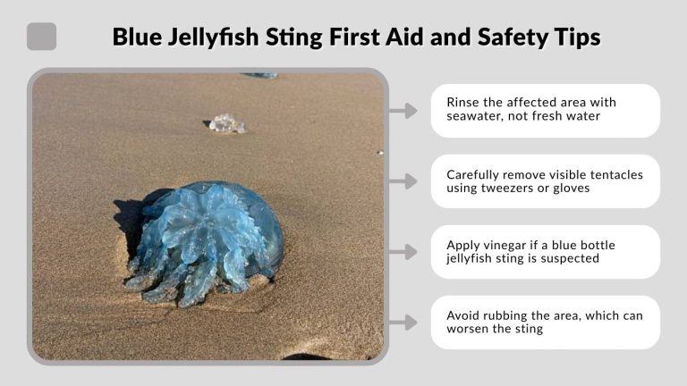 Blue Jellyfish: Types, Locations, Stings, and Fascinating Facts