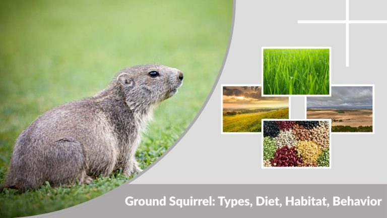 Eastern Gray Squirrel: Habitat, Diet, Facts & Identification