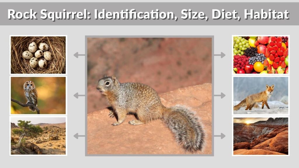 Eastern Fox Squirrel: Habitat, Size, Diet, Behavior and Interesting Facts