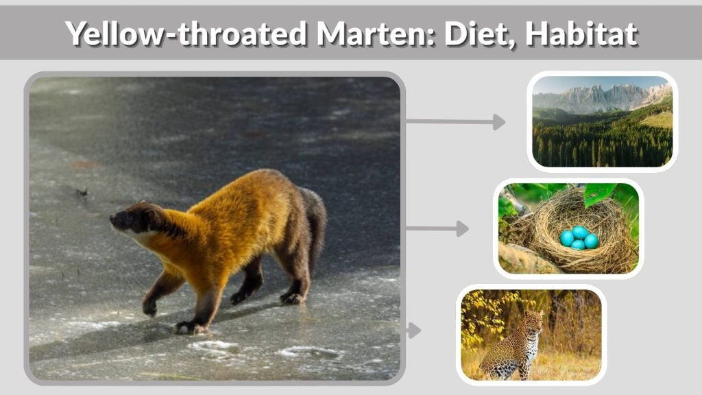 Indian Giant Squirrel: Habitat, Diet, Size, Lifespan, and Fascinating Facts