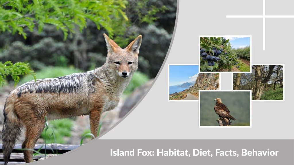 Fennec Fox: Facts, Habitat, Size, Diet, Life Cycle & Lifespan