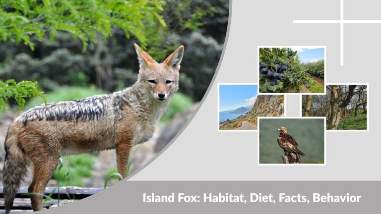 Pale Fox: Habitat, Diet, Facts, Behavior & Lifespan