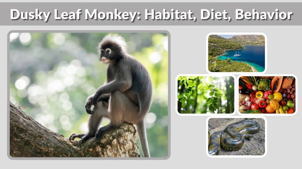 Mandrill: Habitat, Diet, Lifespan, Facts & Unique Characteristics