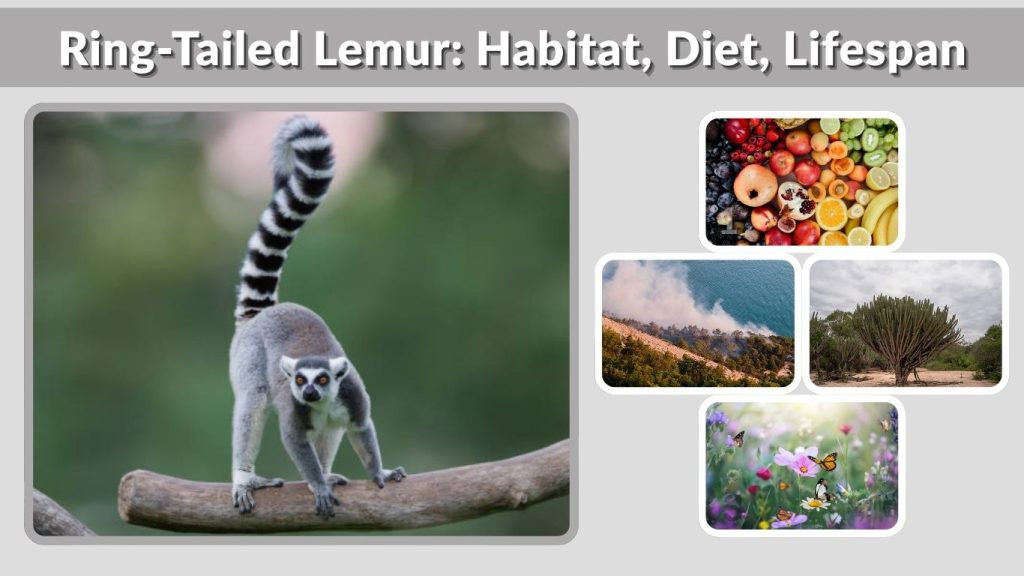 Ring-Tailed Lemur: Habitat, Diet, Lifespan, Life Cycle & Facts