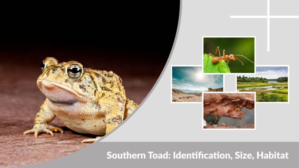 Western Toad: Identification, Habitat, Size, Diet & Facts