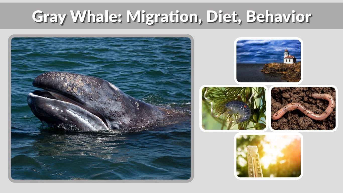 Gray Whale: Migration, Diet, Behavior, Life Cycle & Facts