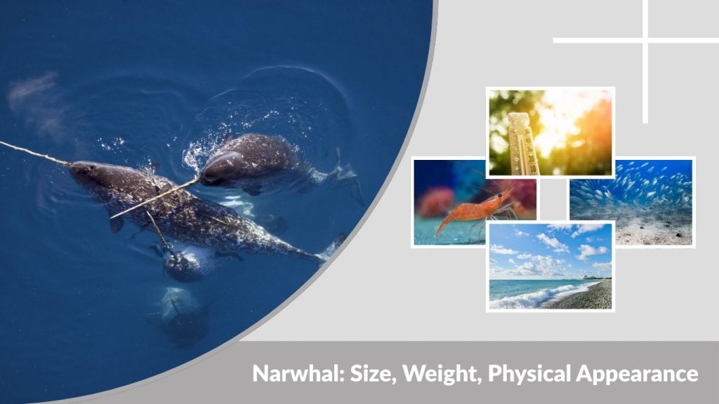 Narwhal: Size, Weight, Physical Appearance & Facet